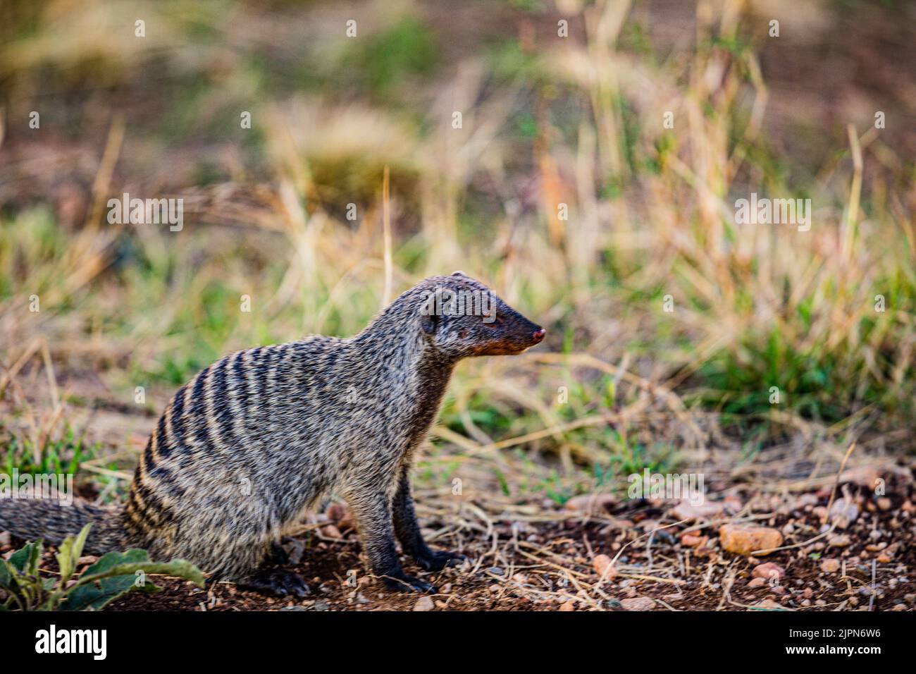 mongoose is a small terrestrial carnivorous mammal belonging to the ...