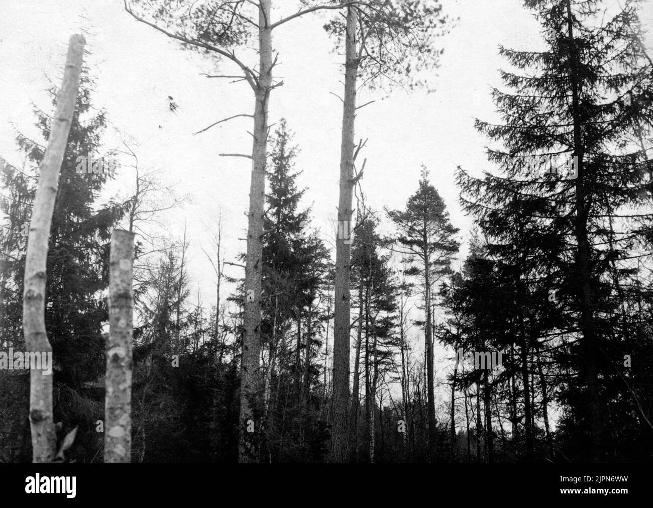 Remembrance for spill crow, Picus Martius, April 1918 Boplats för ...