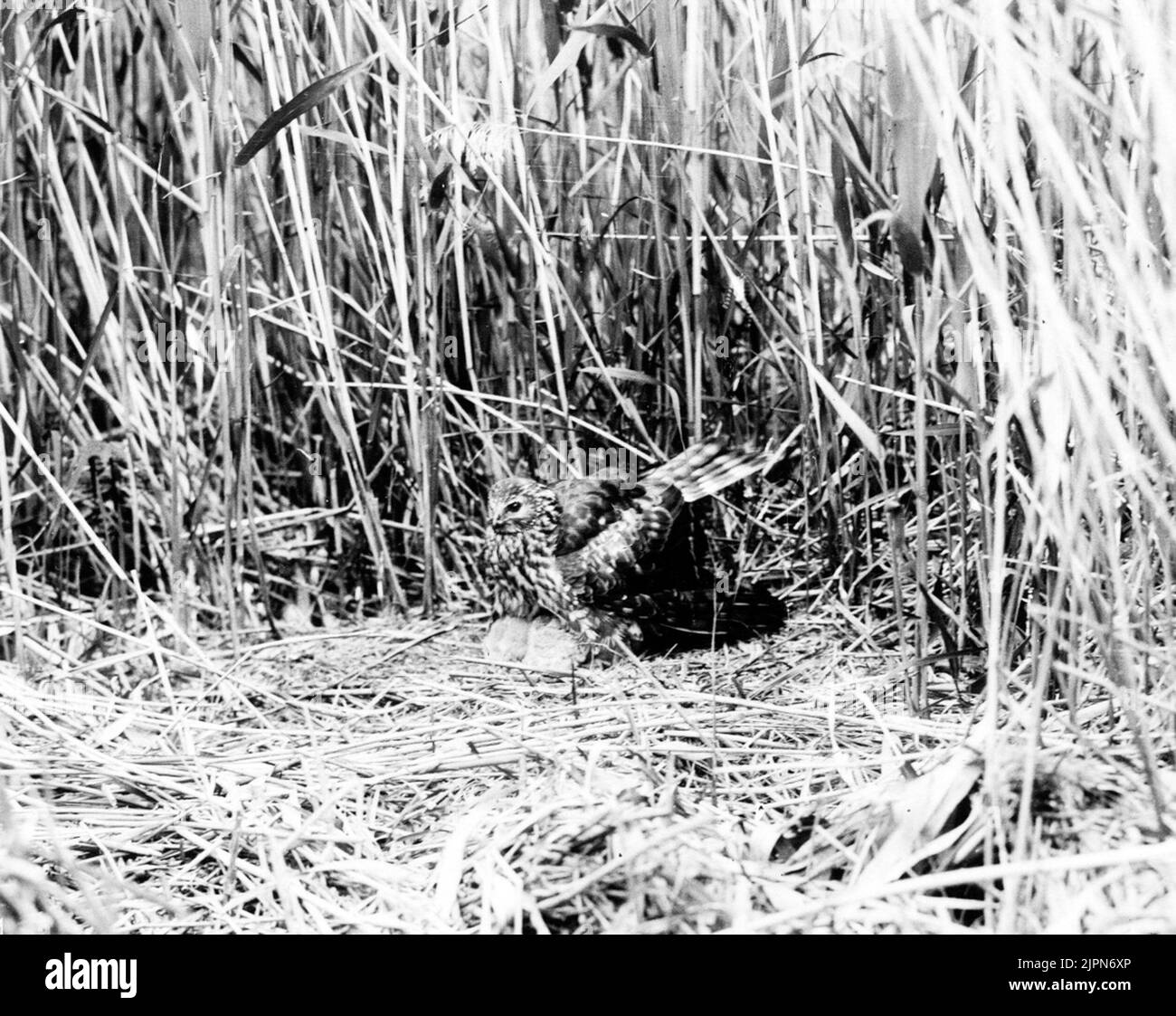Blue marsh core (circus cyaneus) the kids blame during rain Blå ...