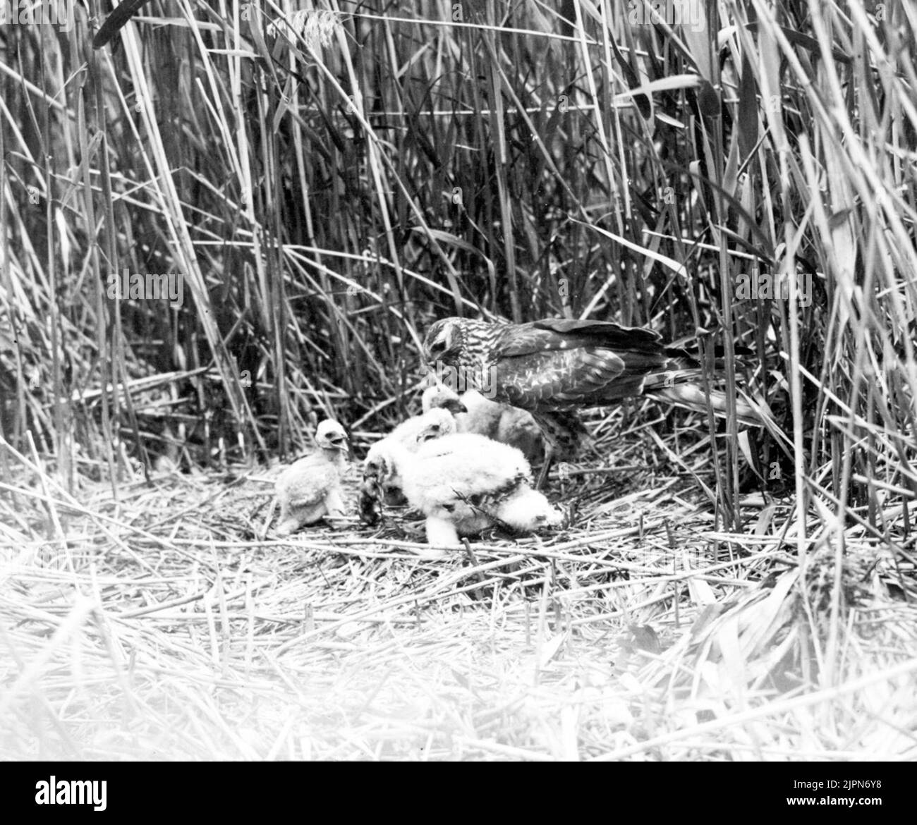 Blue marsh hawk (circus cyaneus) of the kids Blå kärrhökhona (Circus ...