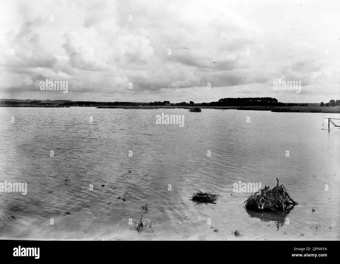 A nigricollis Black and White Stock Photos & Images - Alamy