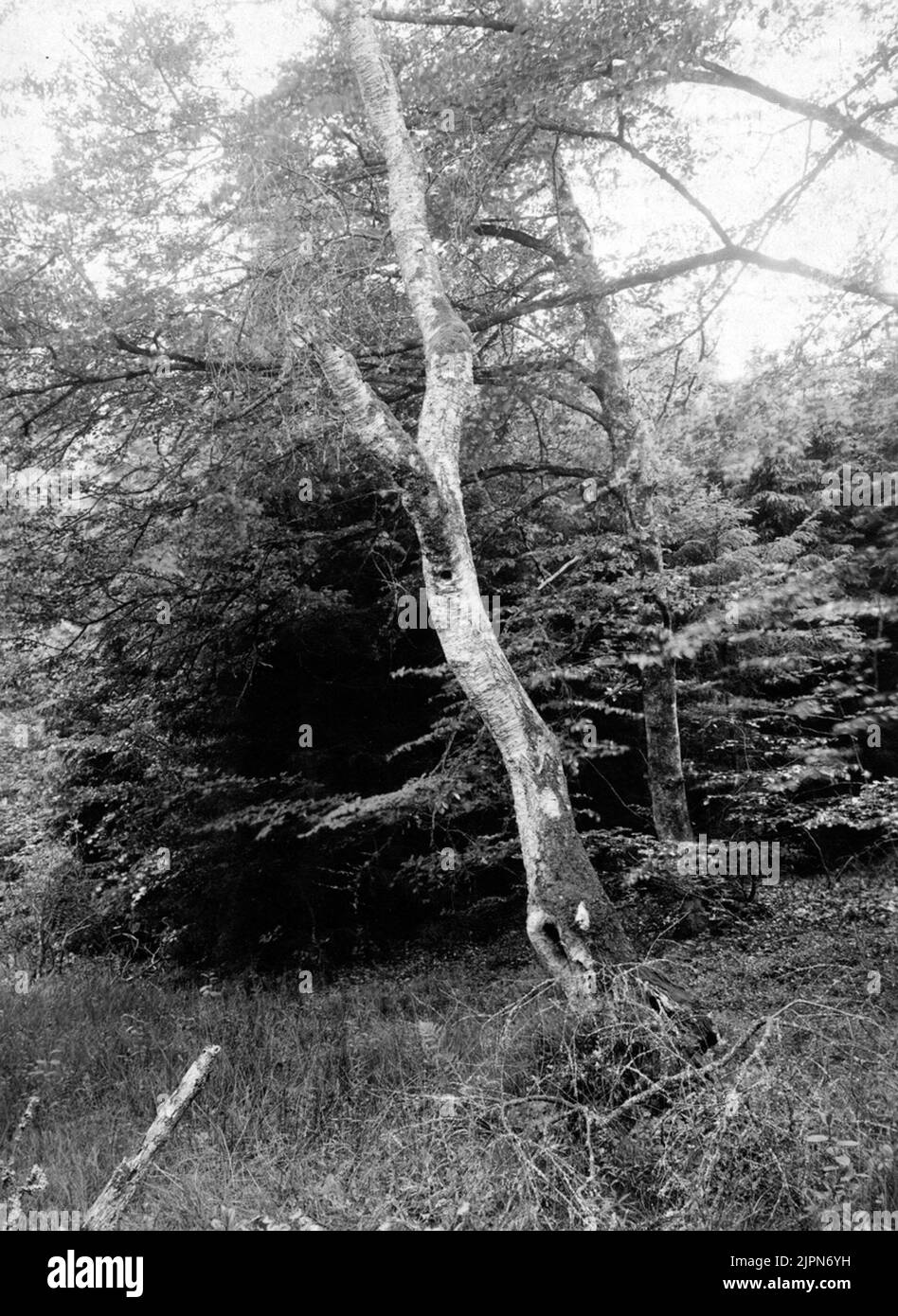 Residence for Picus Medius, 15/6 1918, Bohole below the stunned tree ...