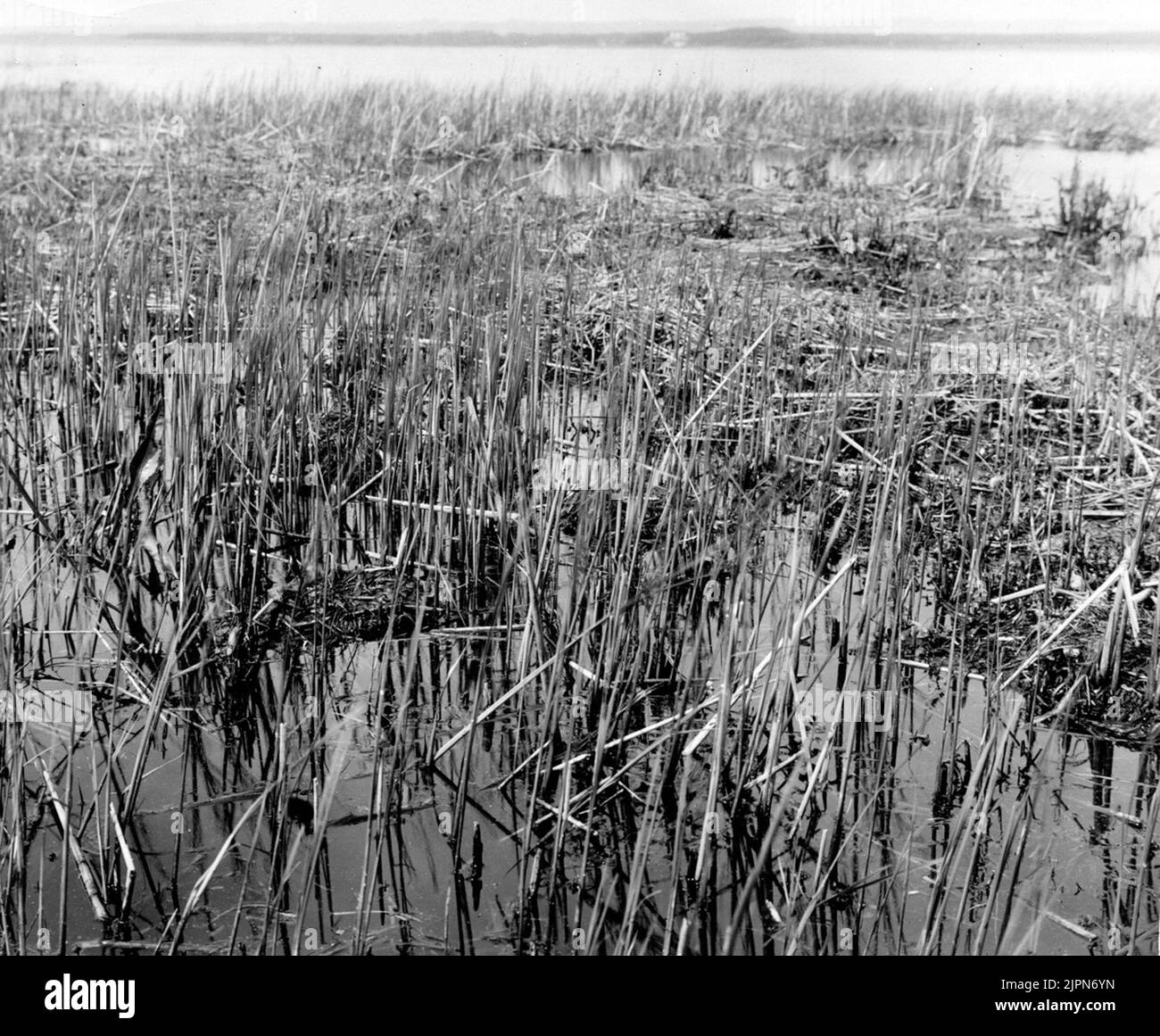Bokolony of podiceps nigricollis, black -necked dopping, Lake Kransjön ...