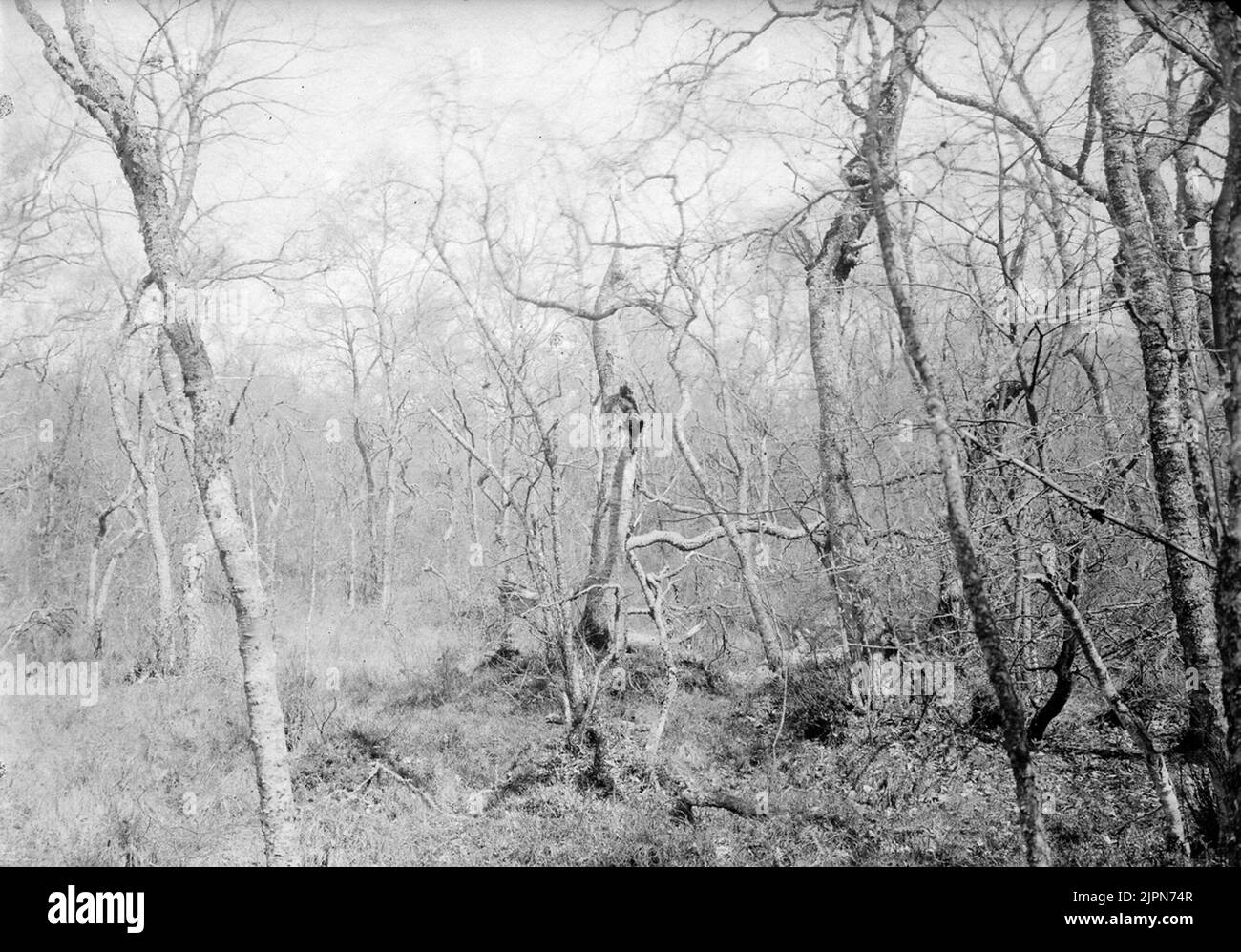 Residence for larger woodpecker (Picus Major) May 11, 1919 Boplats för ...