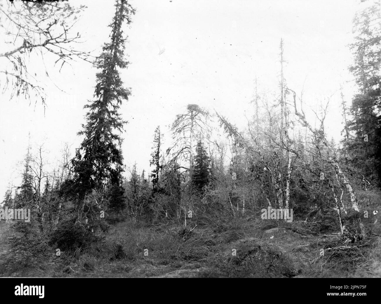 Fjällvråk, Buteo l. Lagopus. Forest Biotope for Fjällvråk (nest in the ...
