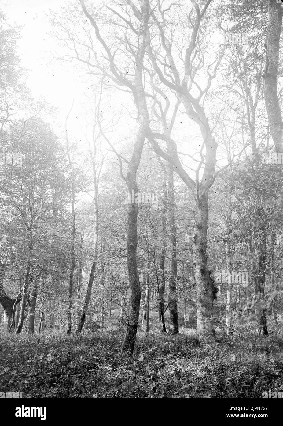 Residence for larger woodpecker (Picus Major) May 1907 Boplats för ...