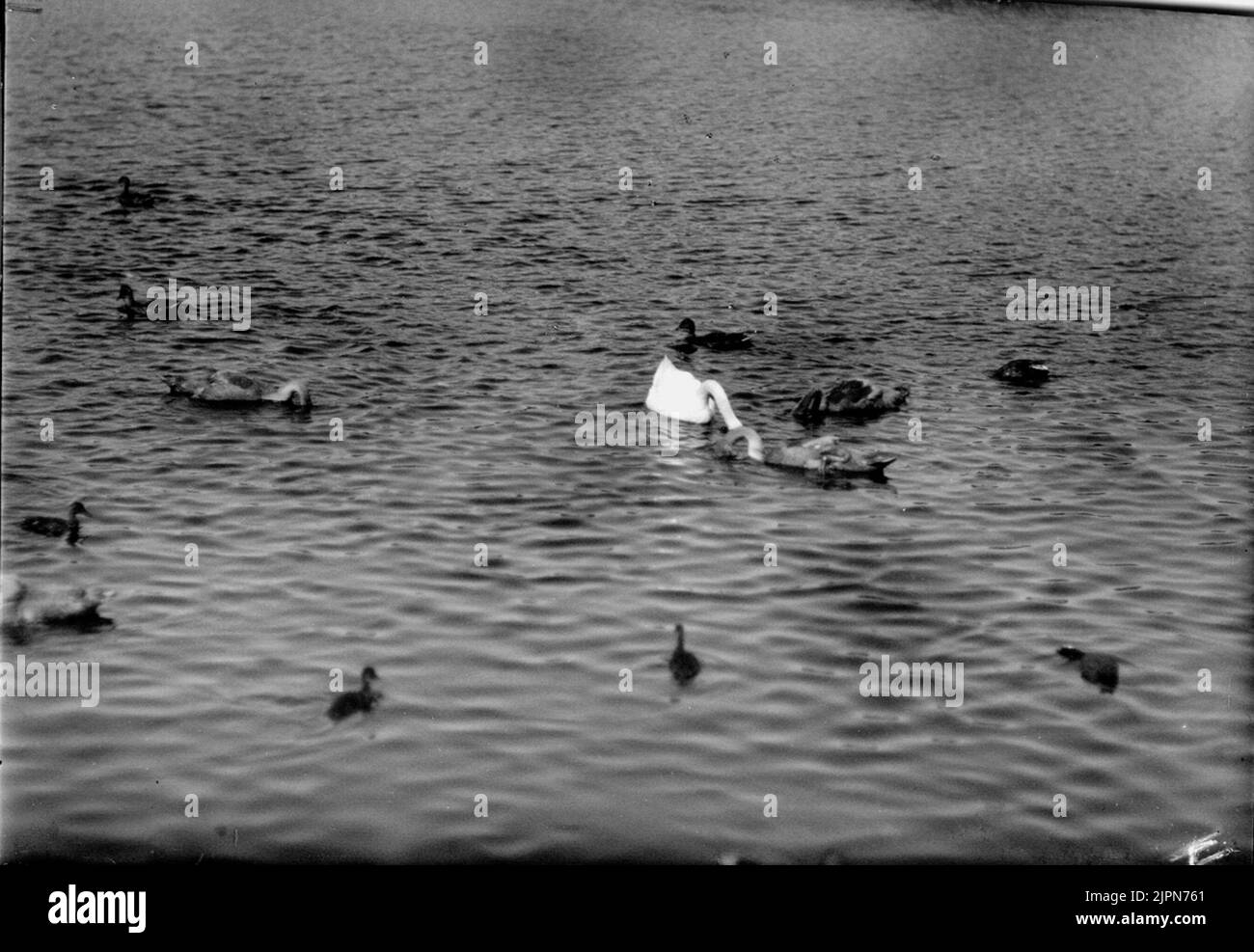 Swan with kids, grasslands Svan med ungar, gräsänder Stock Photo - Alamy