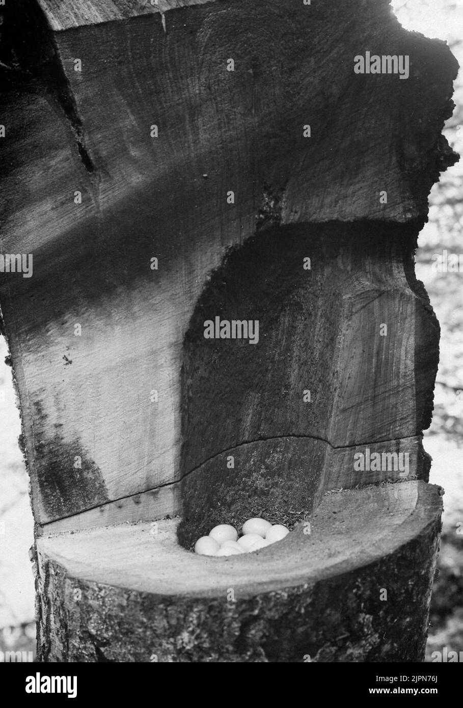 Stay of larger woodpecker (Picus Major) 1919 Bo av Större Hackspett ...