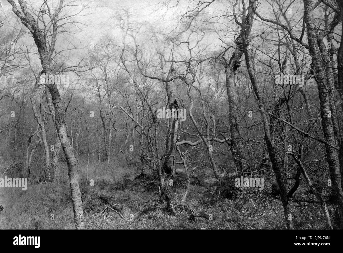Residence for larger woodpecker (Picus Major) May 11, 1919 Boplats för ...