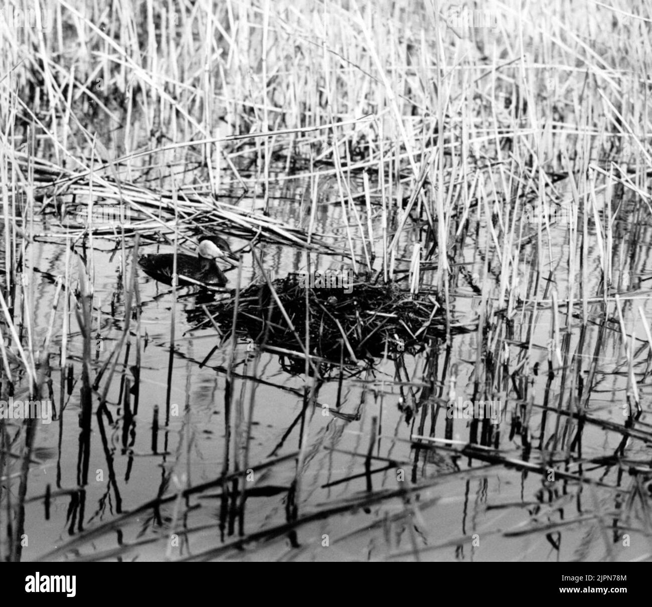 Podiceps Rubricollis, Red -necked Dopping. Finally, he has dared to ...