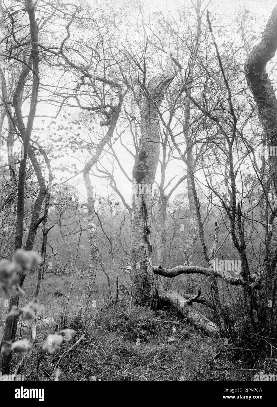 Remembrance for larger woodpecker (Picus Major) May 16, 1919 Boplats ...