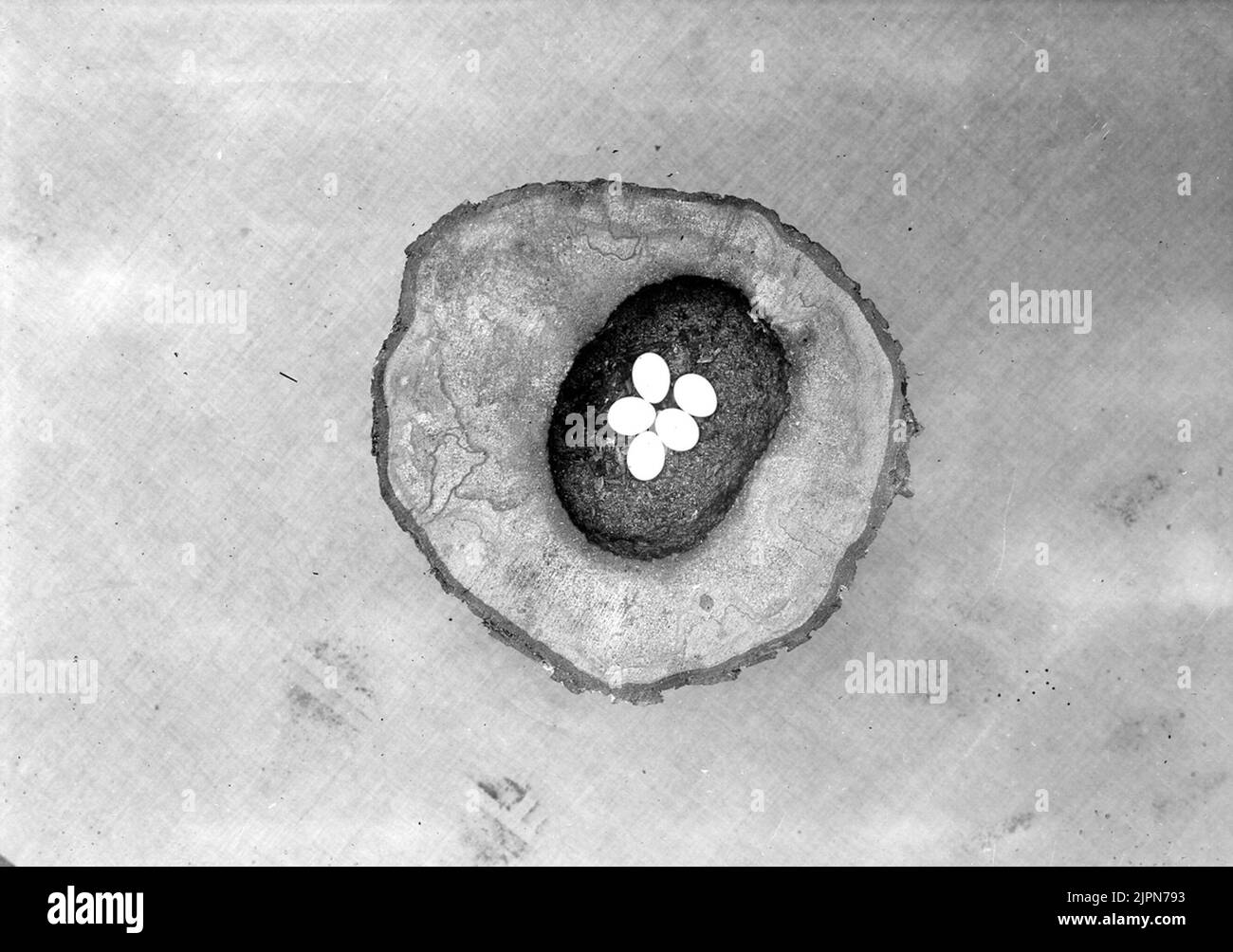 Stay of larger woodpecker (Picus Major) 1919 Bo av Större Hackspett ...