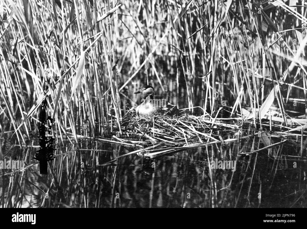 Red -necked Dopping, Podiceps Rubricollis, Torup June 6, 1922, Bara ...