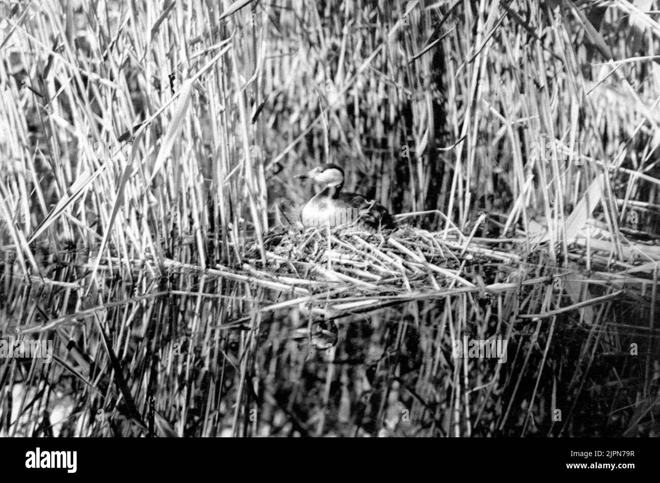 Podiceps Rubricollis, Red -necked Dopping, at the estate, Bara, Skåne ...