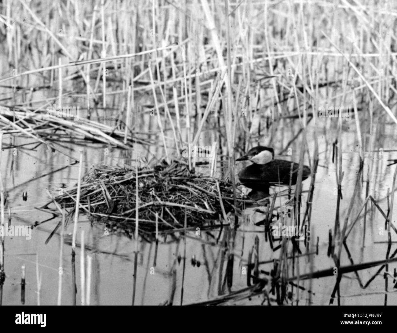 Podiceps Rubricollis, Red -necked Dopping, at the estate. Barasjön ...