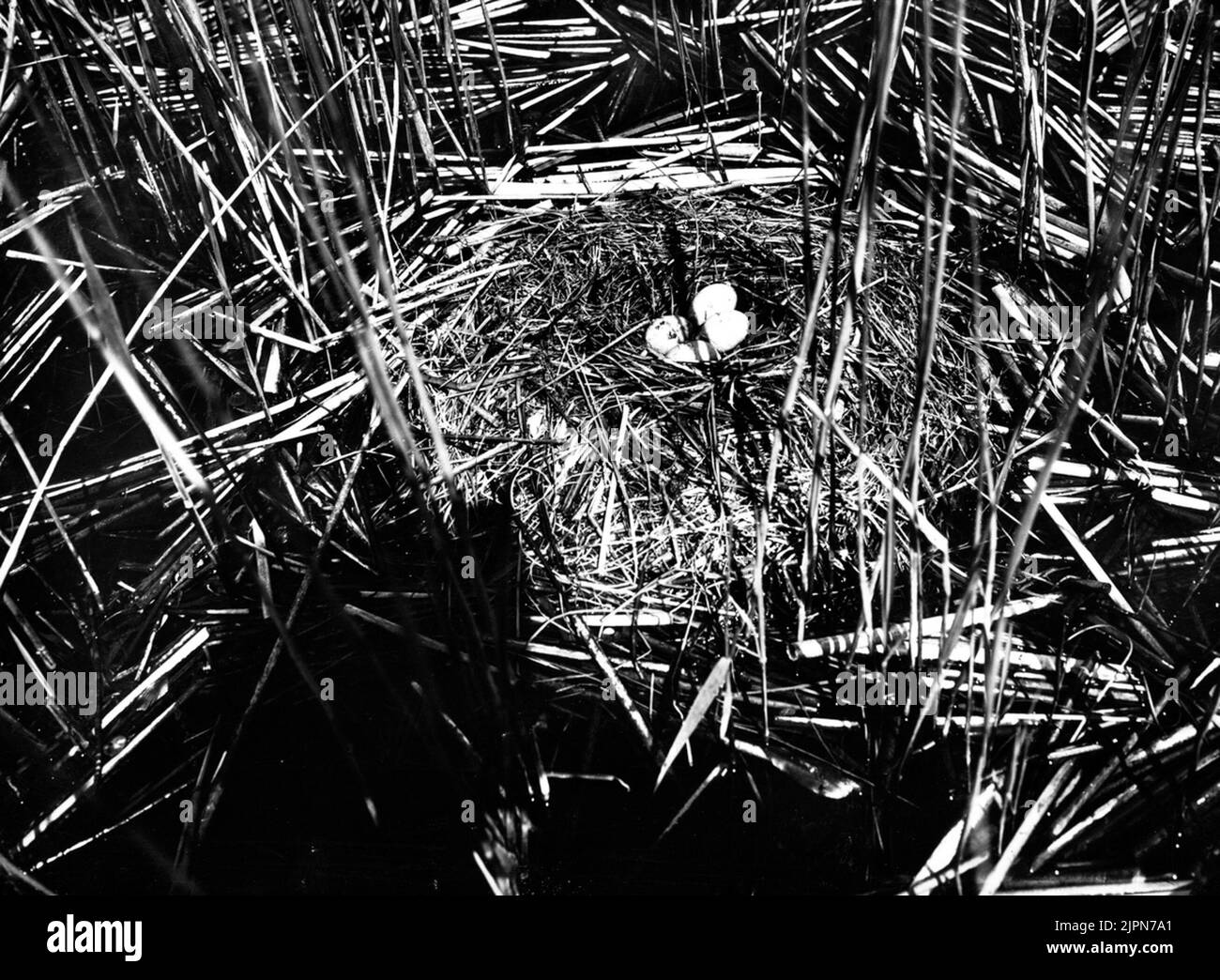 Stay of red -necked dopping, podiceps Rubricollis. Barasjön, Skåne 22/5 ...