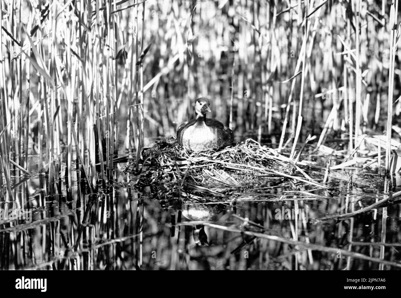 Red -necked dopping, podiceps Rubricollis. Just, skane Rödhalsad ...