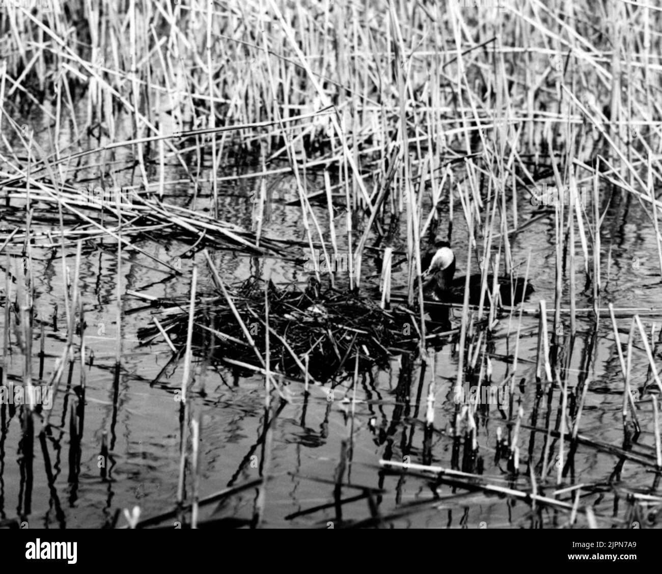 Podiceps Rubricollis, Red -necked Dopping, 1923, Bara, Skåne Podiceps ...
