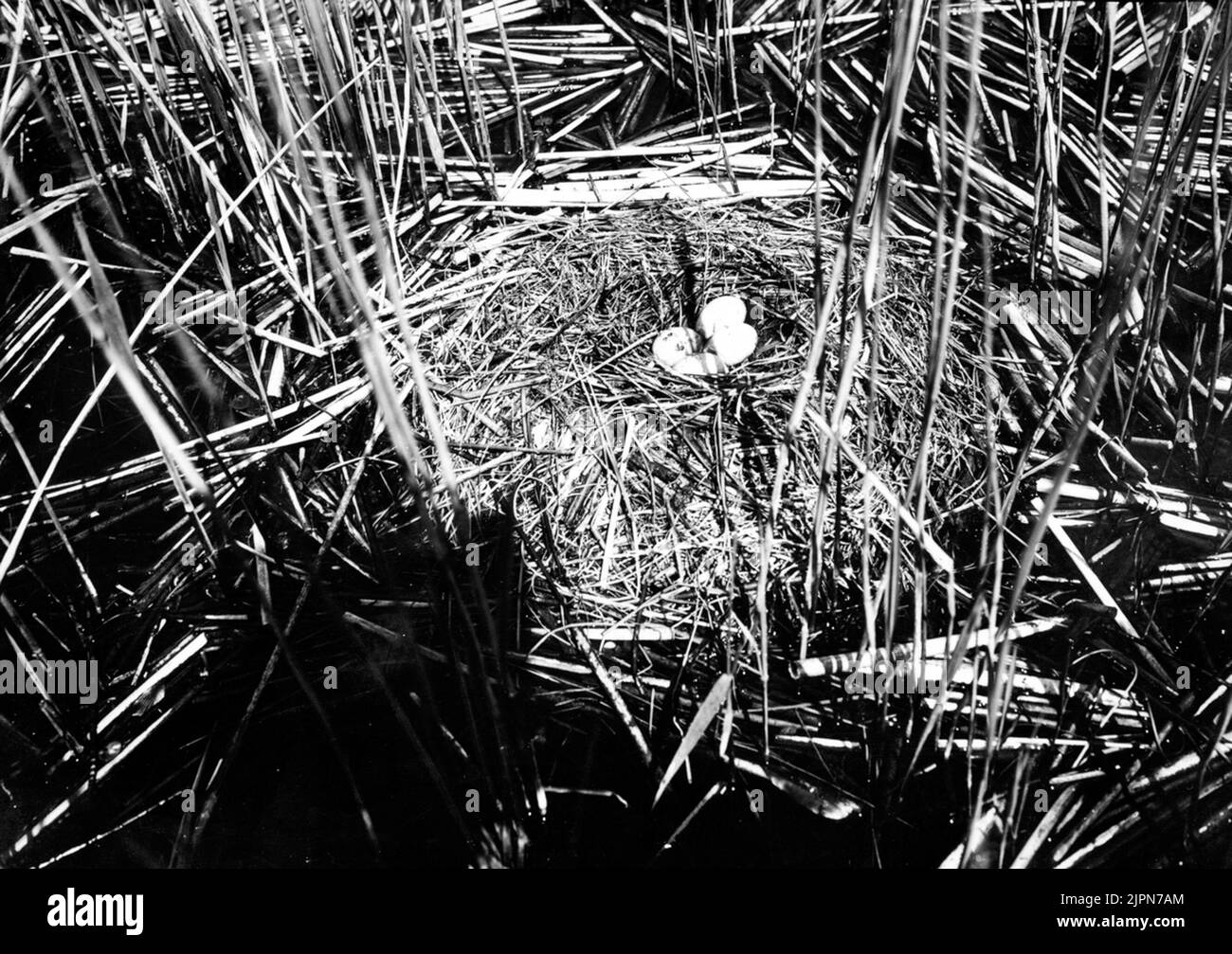 Barasjon hi-res stock photography and images - Alamy