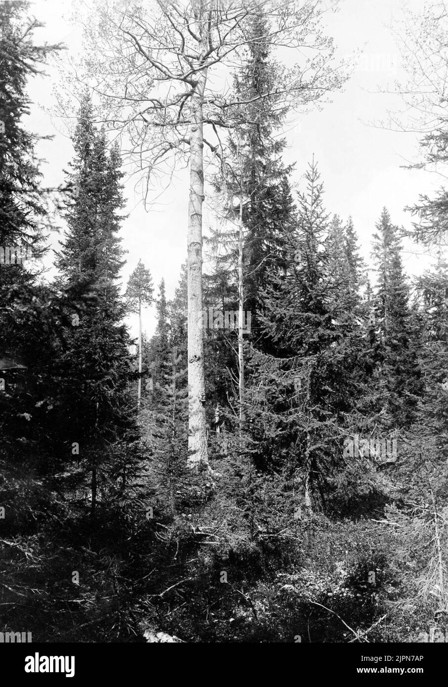 Cure tree for gray skewers (Picus c. Canus) May 28, 1934 Boträd för ...