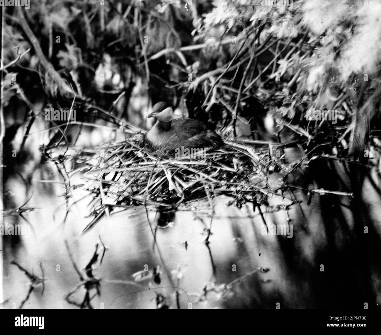 Loddesnas hi-res stock photography and images - Alamy