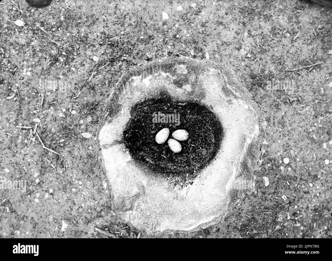 Stay of larger woodpecker (Picus Major) June 2, 1909 Bo av Större ...