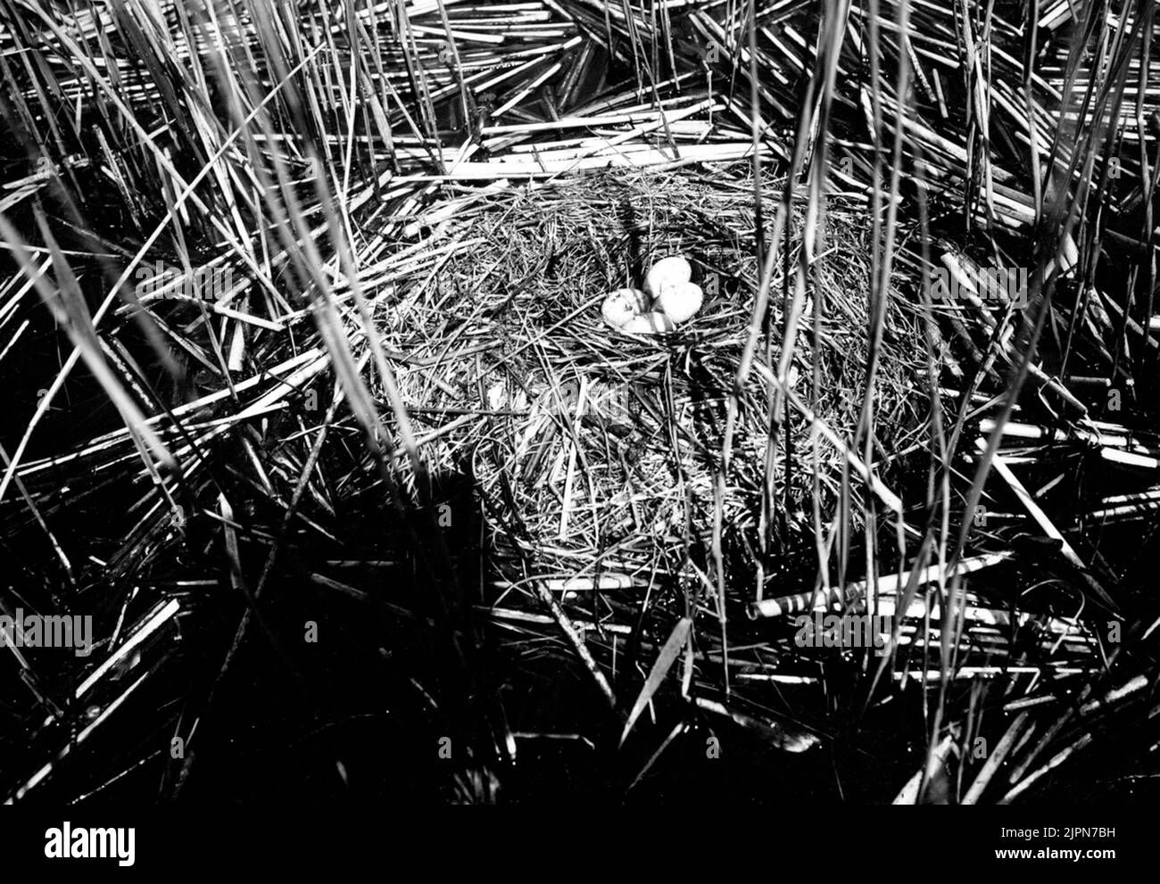 Podiceps Rubricollis, Red -necked Dopping, Lake Barasjön May 22, 1904 ...