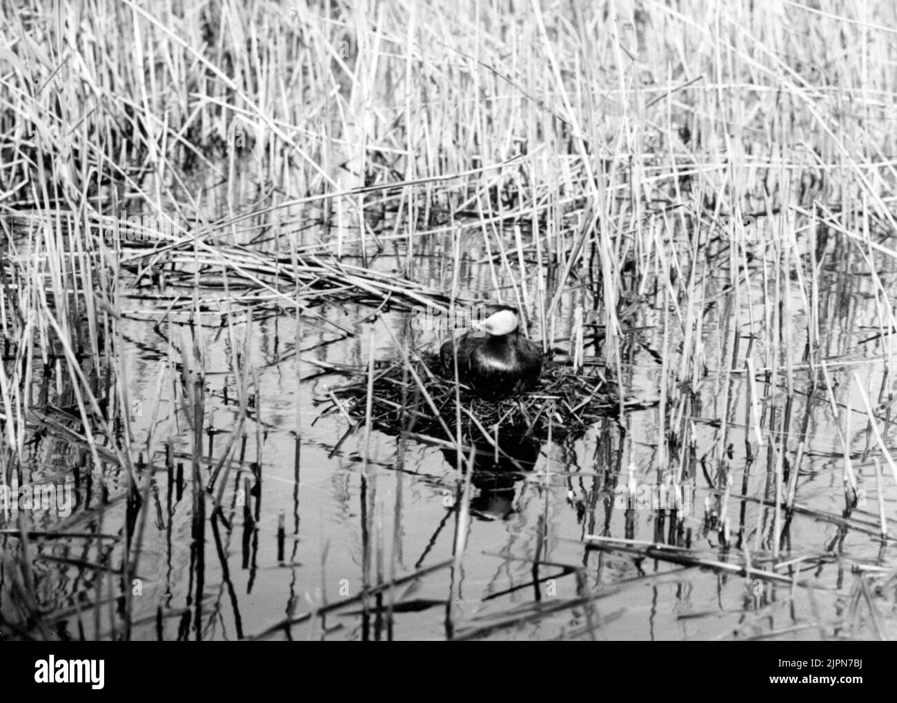 Red -necked Dopping, Podiceps Rubricollis, vision against my shed in ...