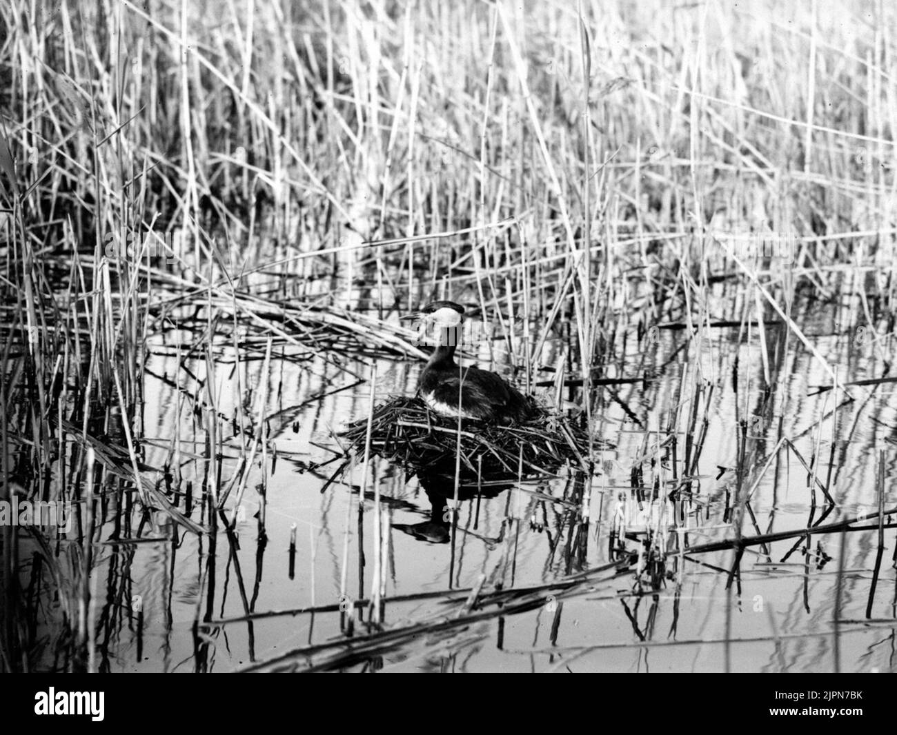 Red -necked Dopping, Podiceps Rubricollis, on the estate, Bara, Skåne ...
