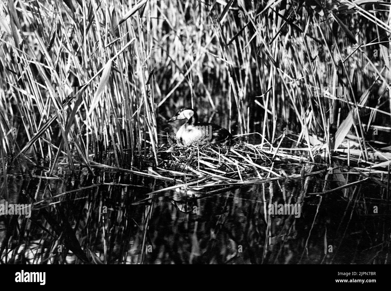 Red -necked dopping, podiceps Rubricollis. Torup, June 6, 1922 ...
