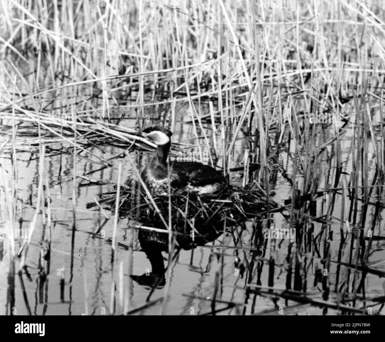 Podiceps Rubricollis, Red -necked Dopping, Bara, Skåne 1923,. Concern ...