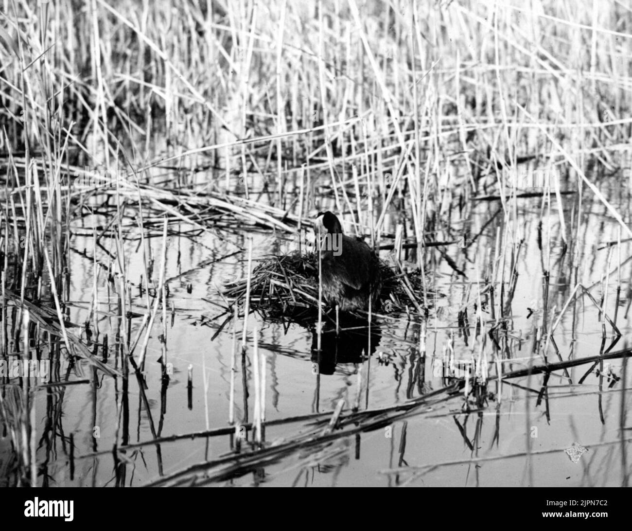 Pull grass Black and White Stock Photos & Images - Alamy