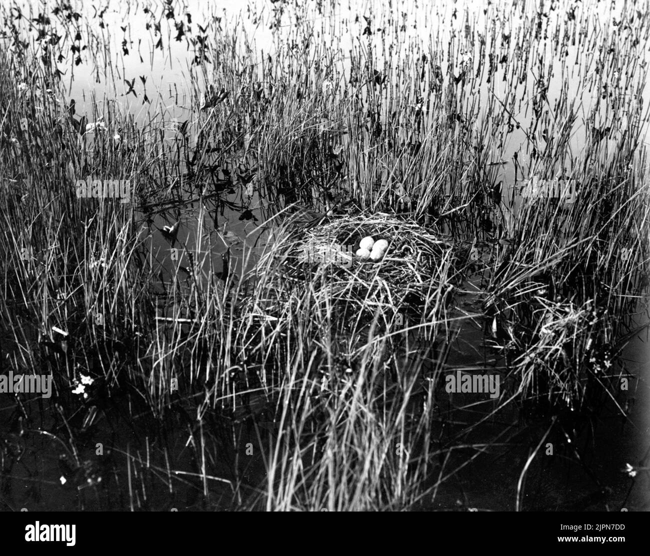 Stay of Red Nach Dopping, Podiceps Rubricollis, Barasjön May 22, 1904 ...