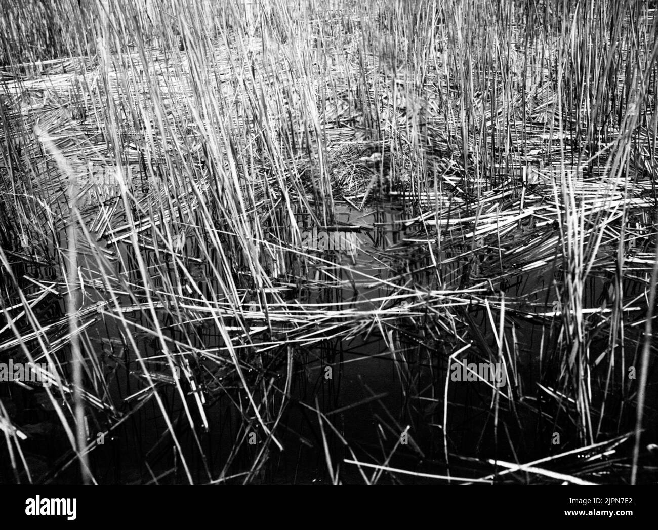 Stay of Red Nach Dopping, Podiceps Rubricollis, Barasjön, Bara, Skåne ...