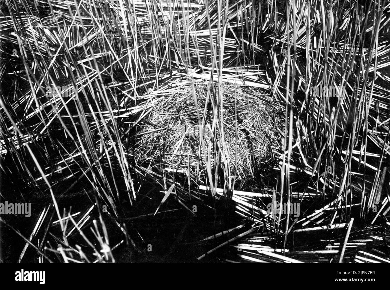 Av red Black and White Stock Photos & Images - Alamy