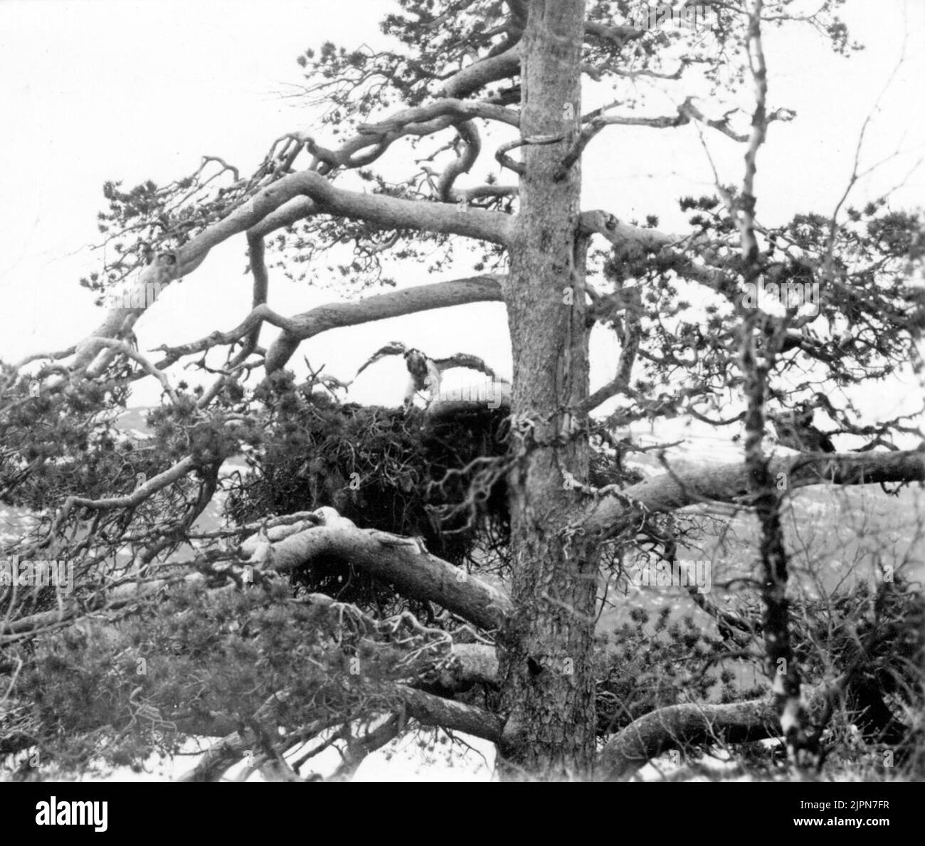 Ungen hi-res stock photography and images - Alamy