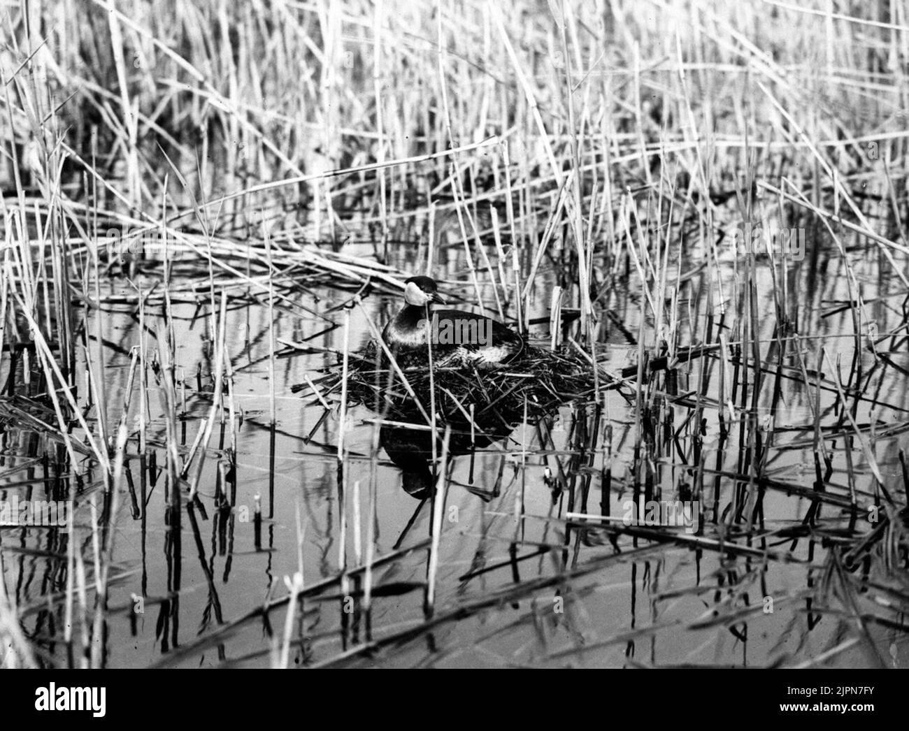Podiceps Rubricollis, Red -necked Dopping, in the estate. Just, Skåne ...