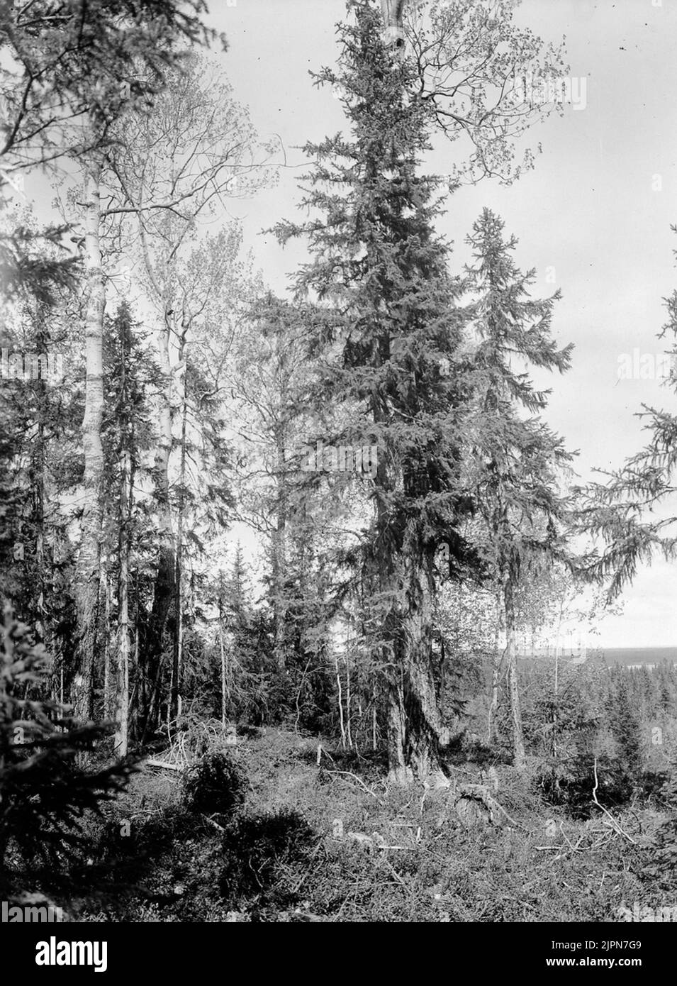 Settlement for gray spit (Picus c. Canus) May 26, 1934 Boplats för ...