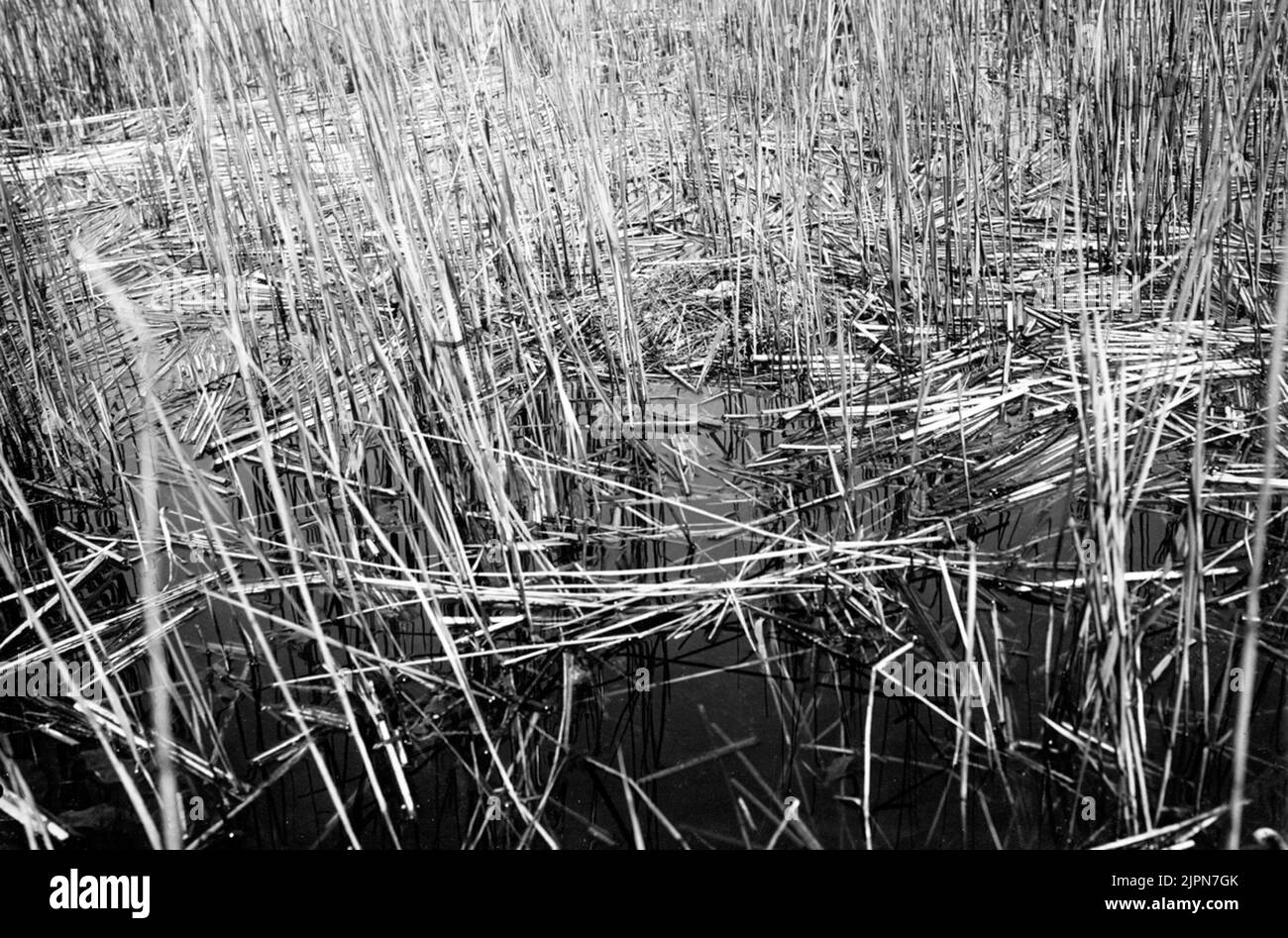 Stay of red -necked Dopping, Podiceps Rubricollis, Lake Barasjön May 22 ...