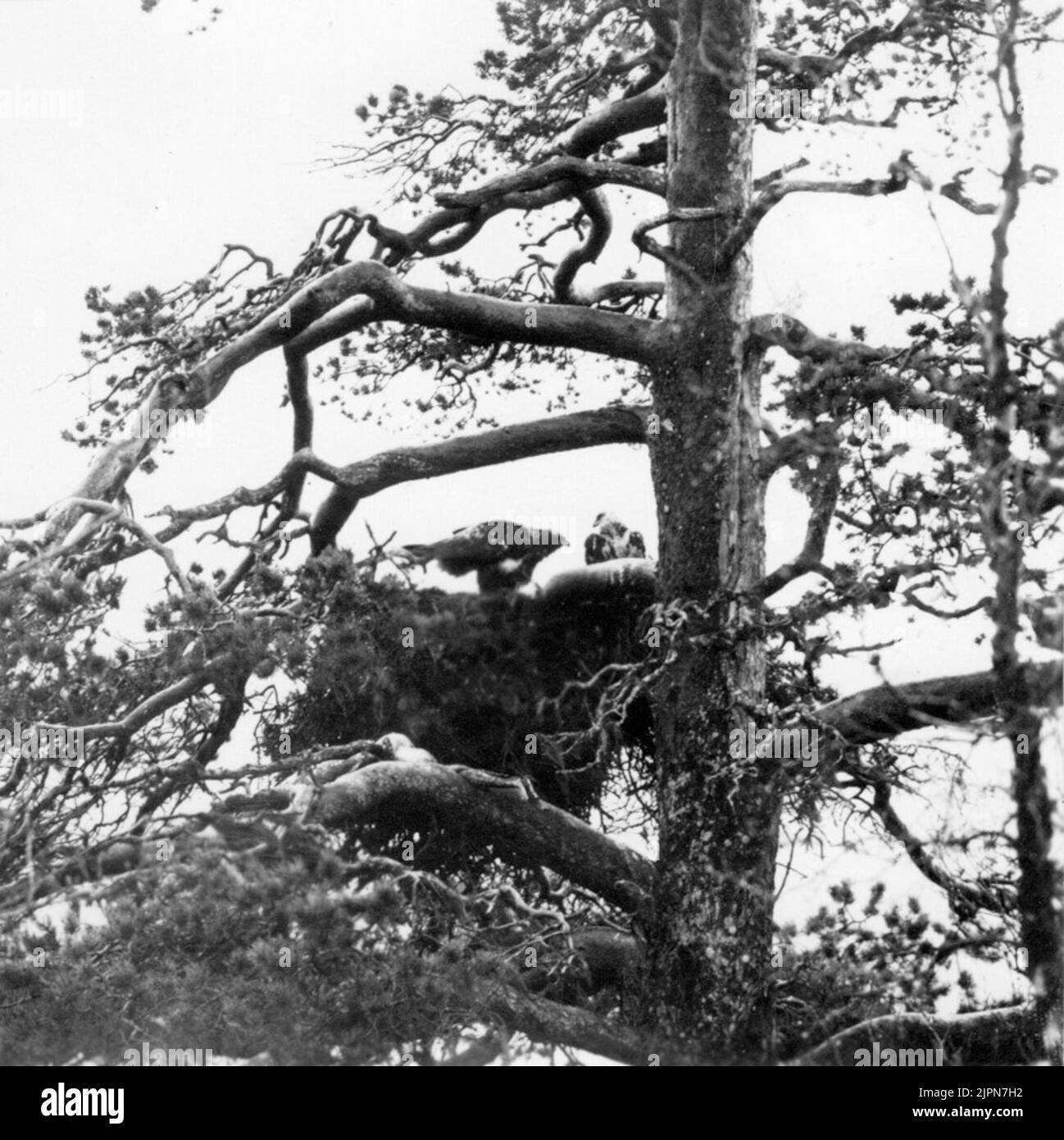 Golden eagle aquila chrysaetos at nest Black and White Stock Photos ...
