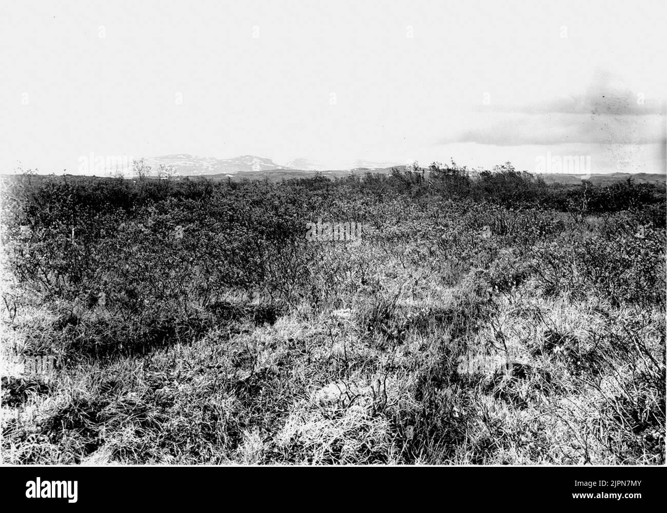 Breeding (?) Meadow for mountain goose Häcknings(?) äng för fjällgås ...