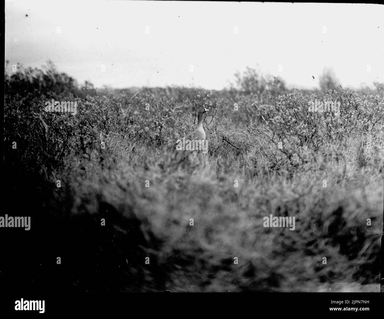 Scouting estate hi-res stock photography and images - Alamy