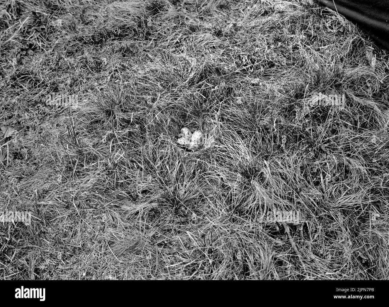 Scolopax Major, Double Becas, Bo. One -arc, enafors, Jämtland, (Bo of ...