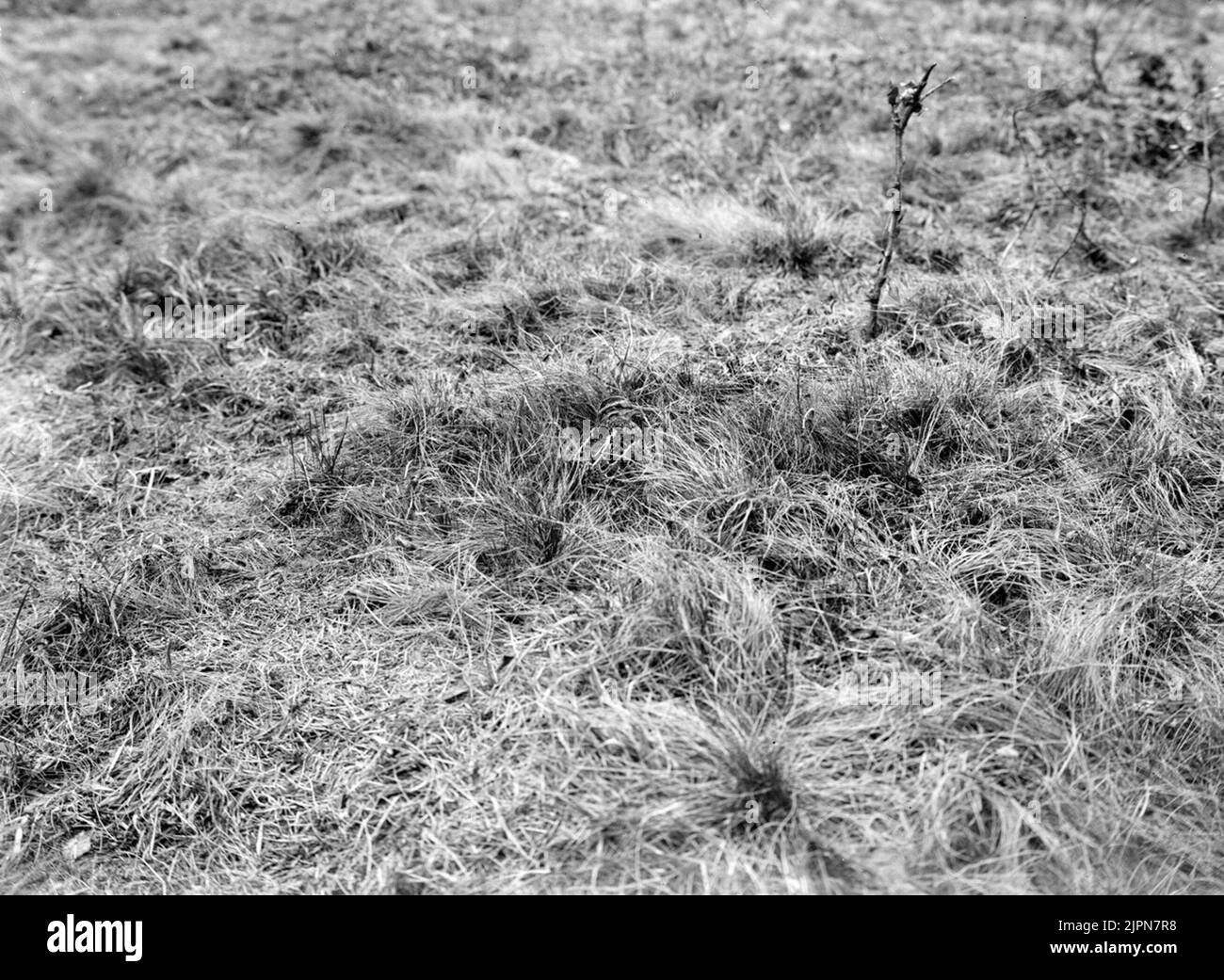 Scolopax Major, Double Bucks, Rundhögen Enafors, Jämtland, Scolopax ...