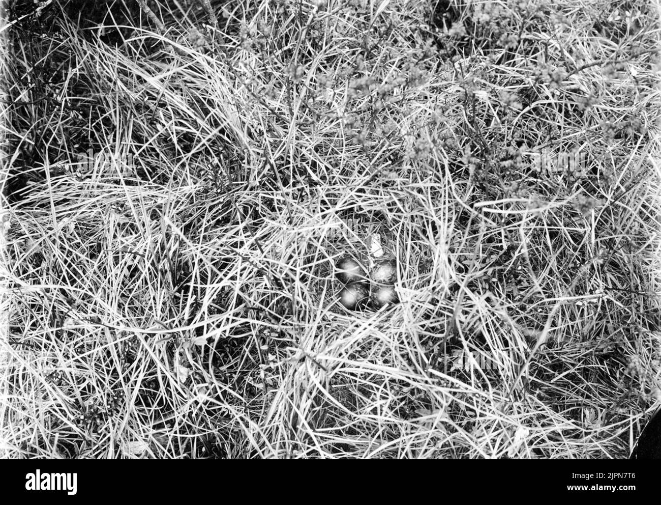 Pugnax power, Brushane. Käfsjö-Mosse, Småland 20 Maj 1905 Machtes ...