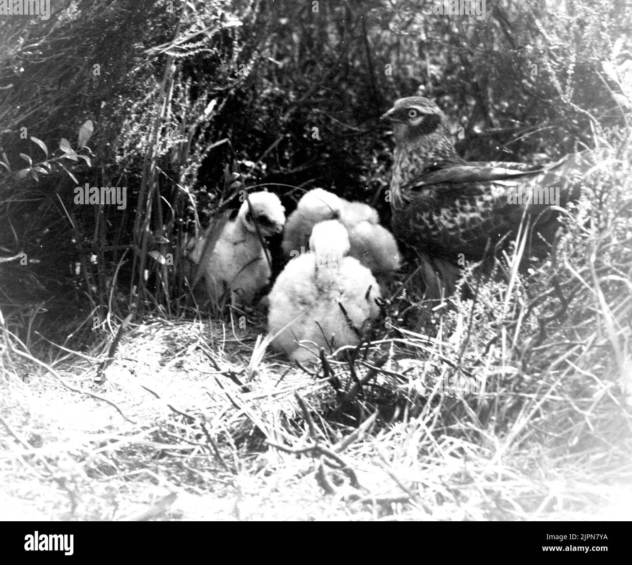 Meadow hawk female (circus pygargus) behind the kids. Ängshökhona ...
