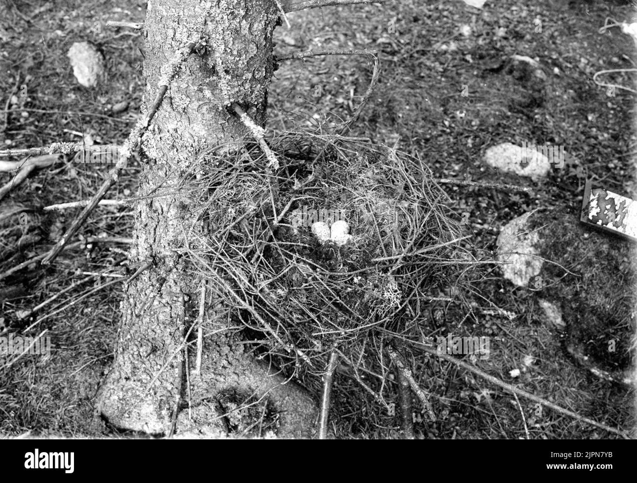 Stay by Totanus andropus, pit snap. Vernamo May 22, 1905 Småland Bo av ...