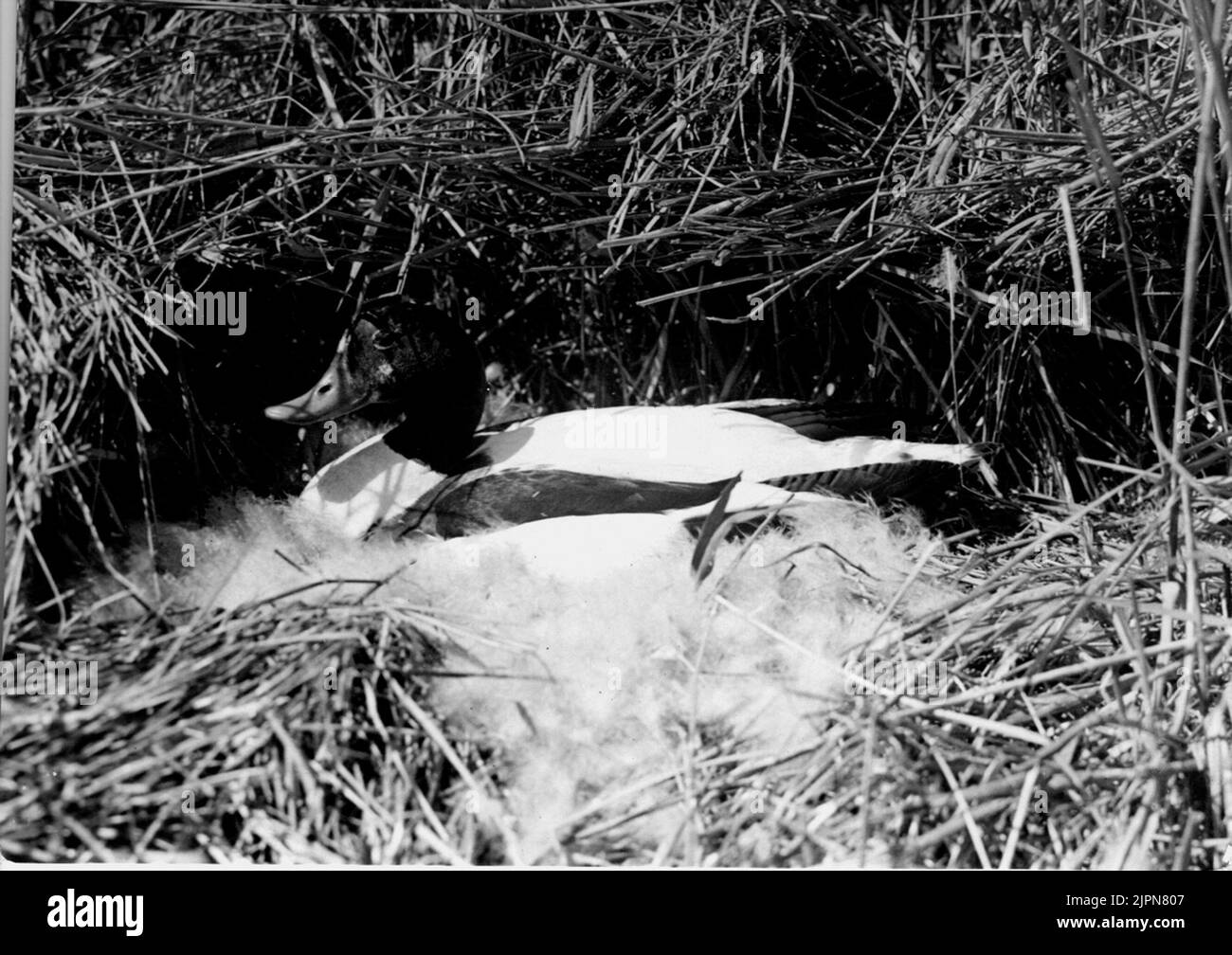 Gravand hi-res stock photography and images - Alamy