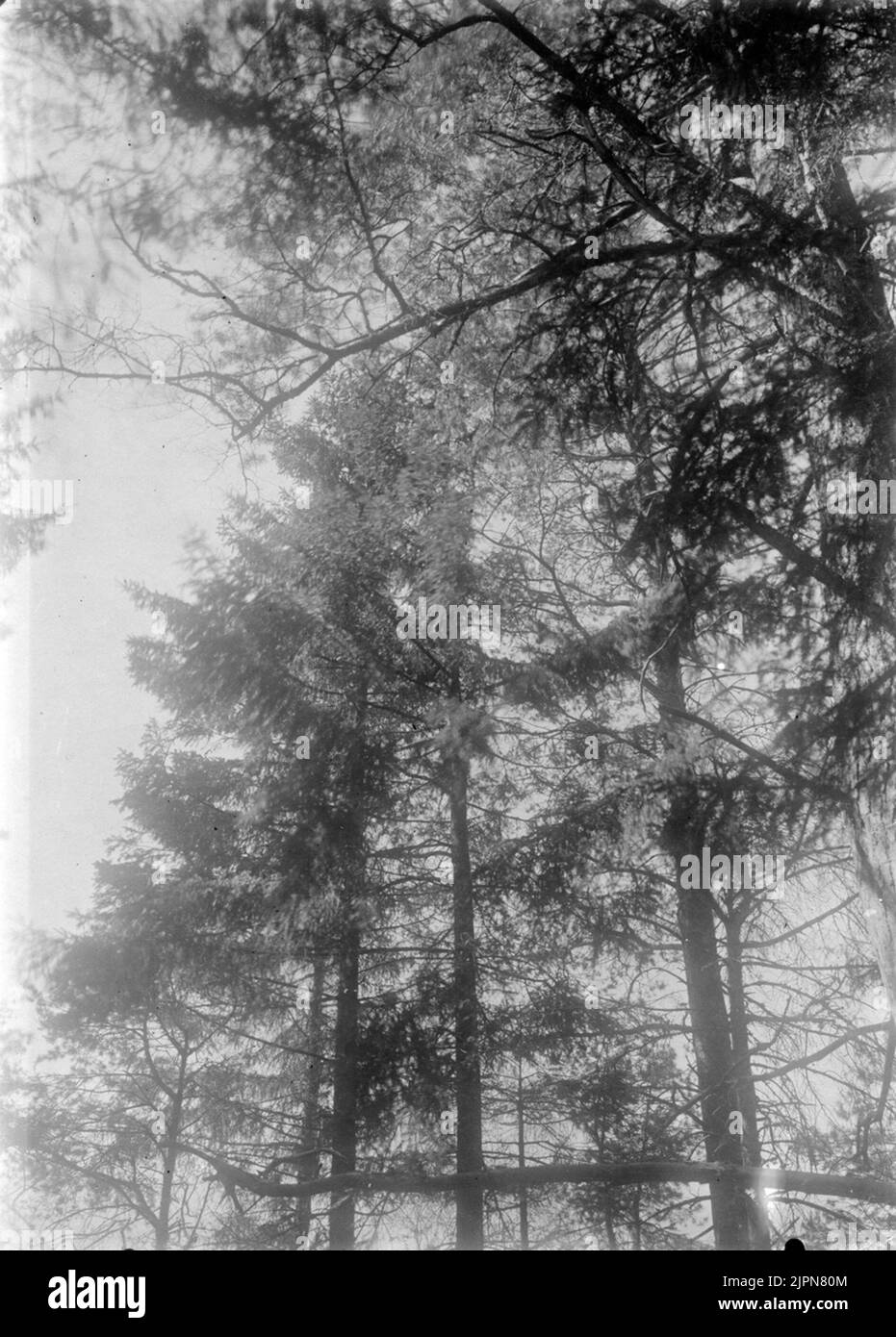 Skogssnappa hi-res stock photography and images - Alamy