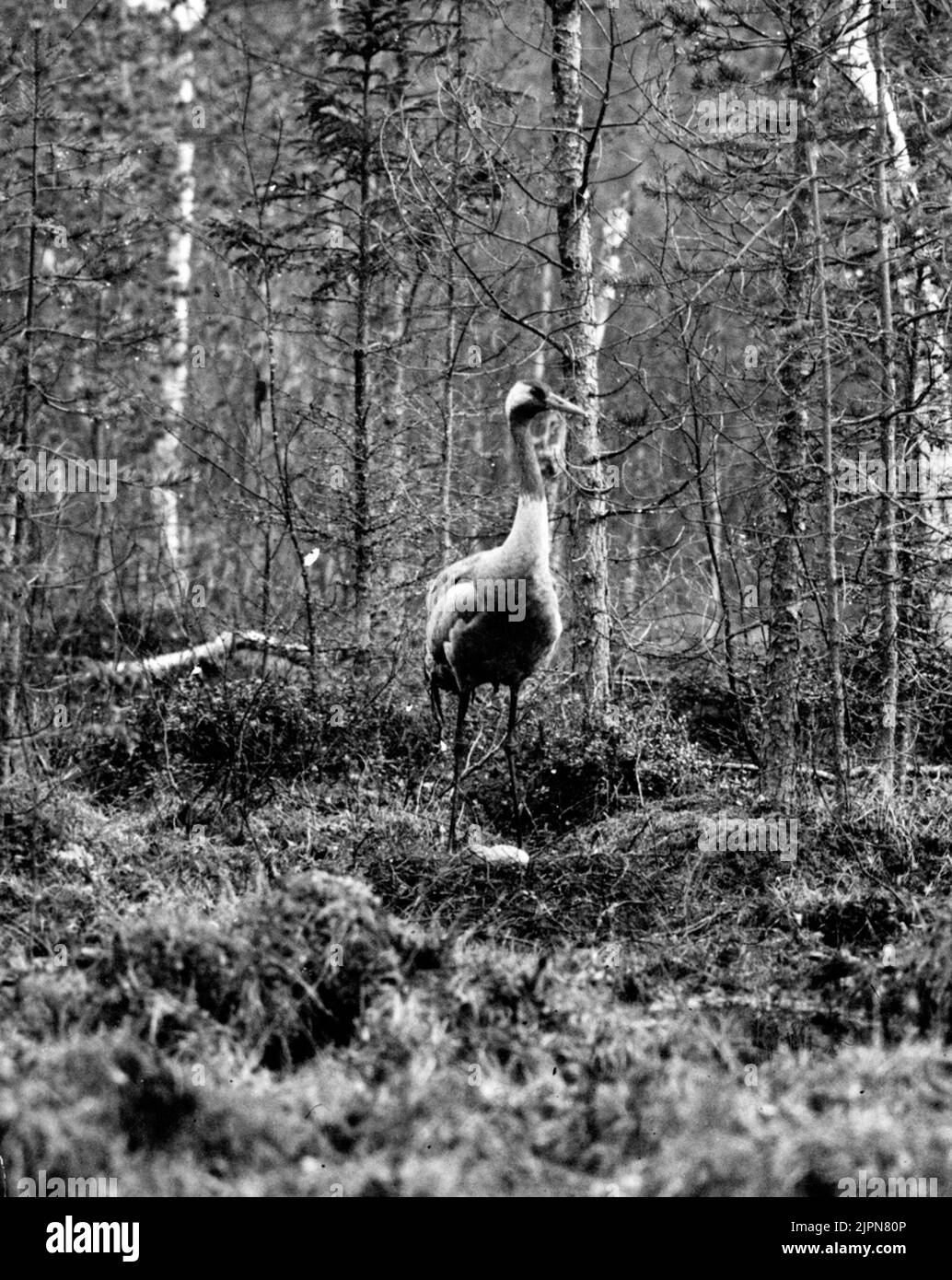 Crane, gravel g. Gravel, a crane at his nest Trana, Grus g. grus, en ...